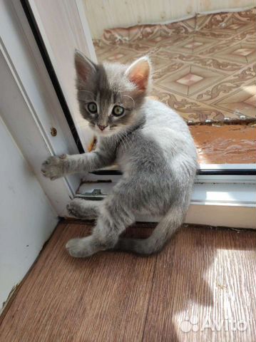 Котёнок Тэдик