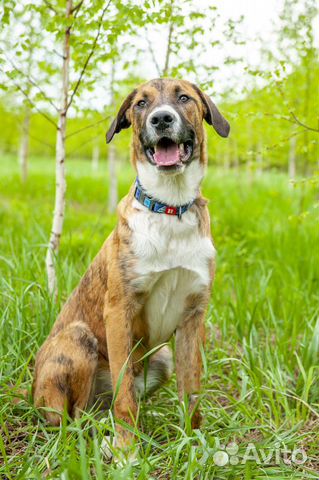 Падди щенок алано эспаньол в добрые руки