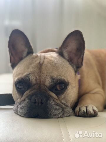 Собака французский бульдог