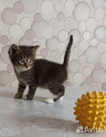 Котенок в дар