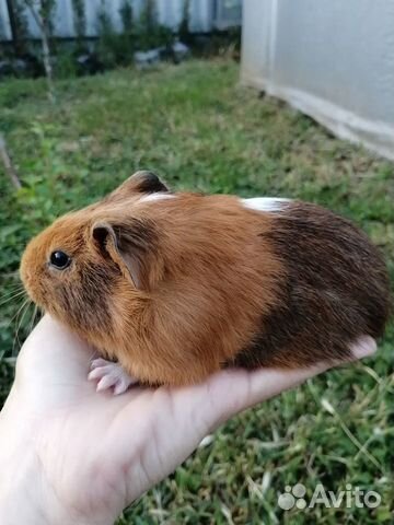 Морская свинка мальчик