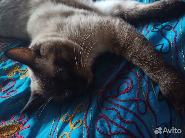 Тайский кот для вязки