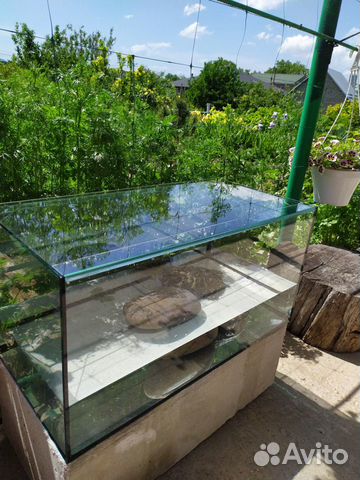 Черепаха с аквариумом