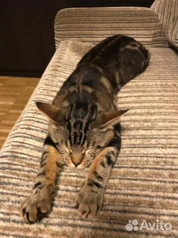 Кошка