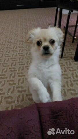 Собака пекинес