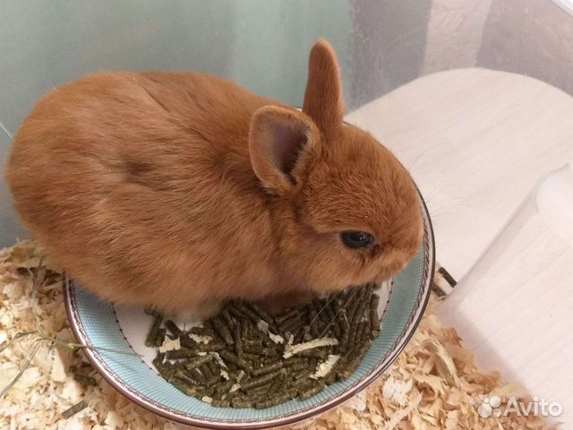 Кролик декоративный