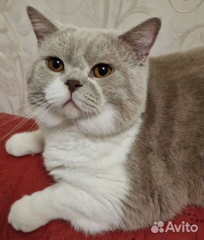 Британские коты и кошки