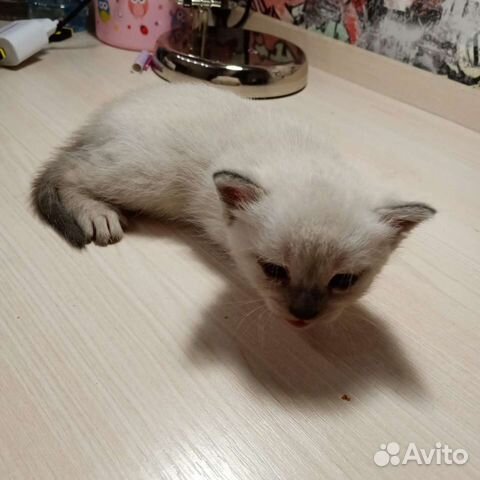 Кошка