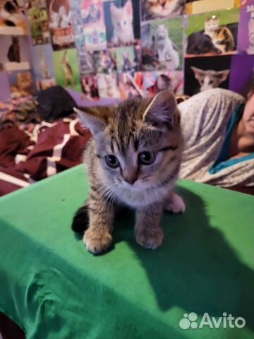 Метисы британских