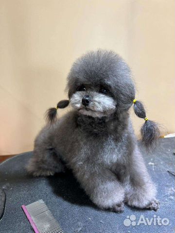 Той-пудель Серебро Девочка из Китая