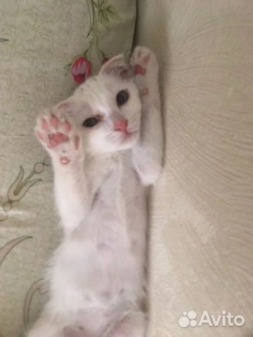 Продаётся котик