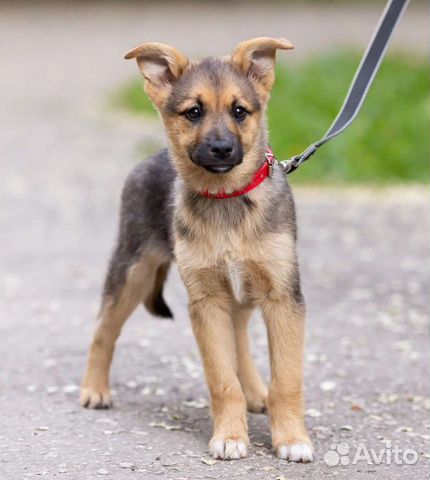 Нежнюля квартирного варианта