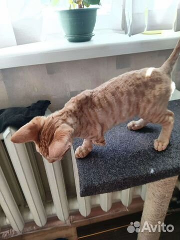 Отдам котенка корниш рекс в добрые руки