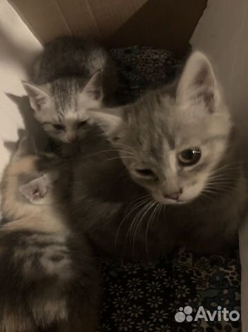 Котята и молодые кошечки