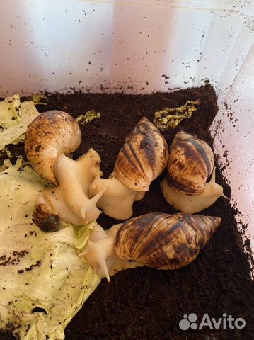 Улитки ахатины