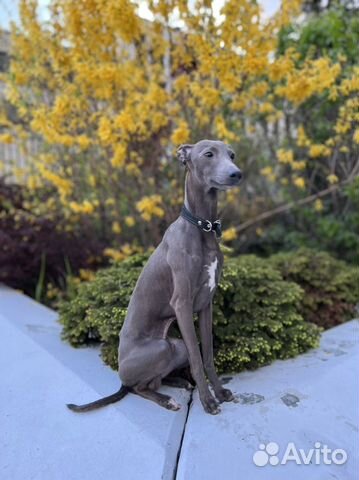 Левретка вязка