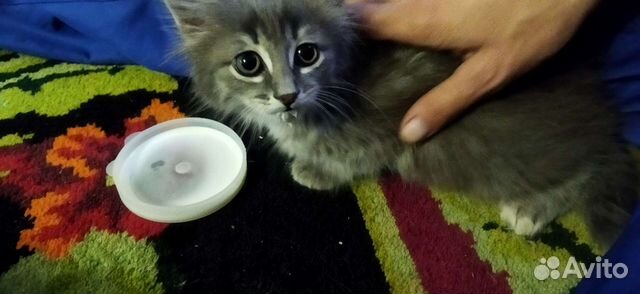 Сибирская кошка