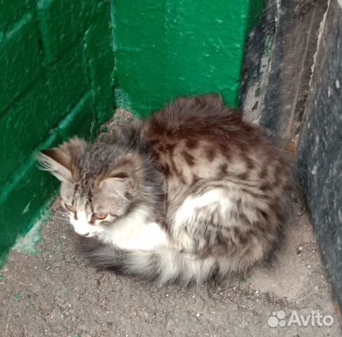 Котёнок