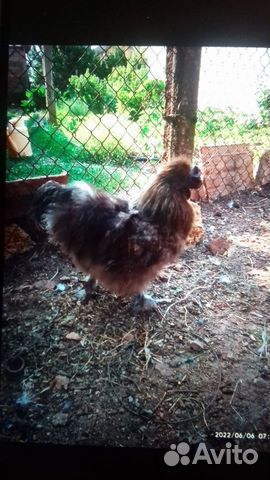 Куры петухи