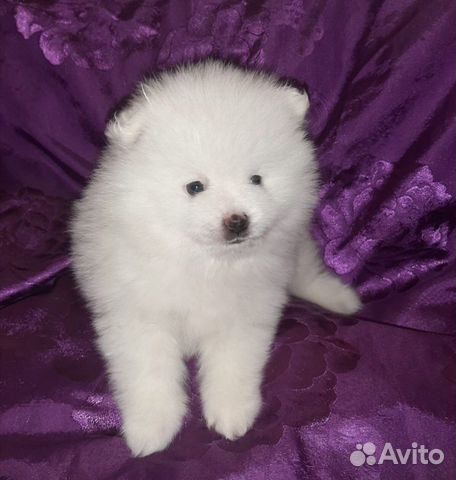 Шпиц померанец