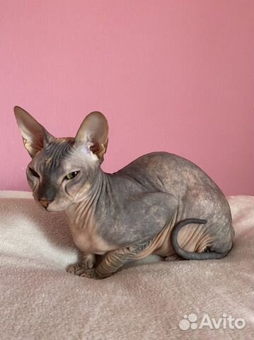 Сфинкс в добрые руки