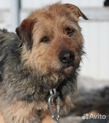 Метис эрдельтерьера ищет дом