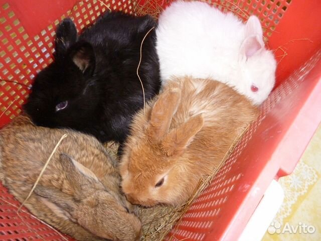 Продам кроликов мясной породы