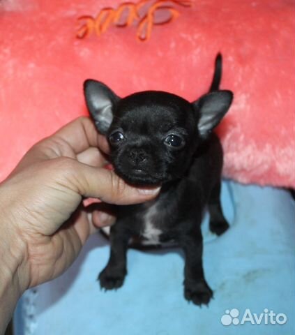 Чихуахуа мини Черный Лебедь