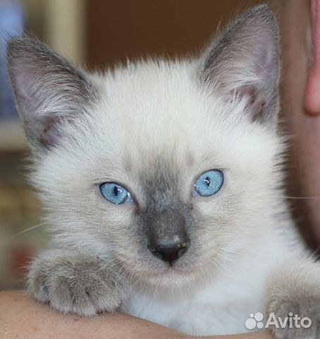 Сиамские (тайские) котята