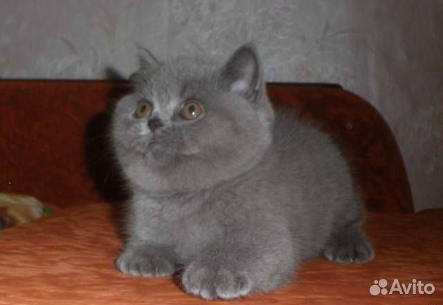 Британские котята