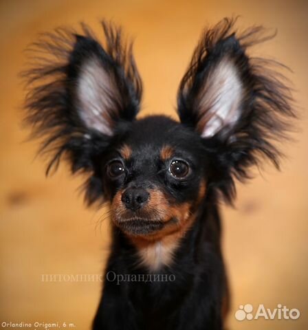 Красота спасёт мир