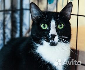 Кошка Ванесса 3 года. Ищет дом