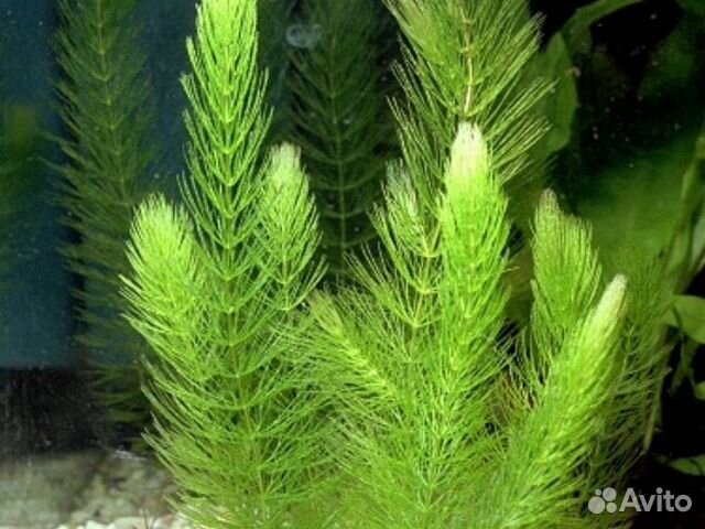 Растения роголистник, прополка - почти бесплатно