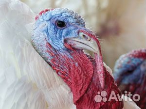 Инкубационное яйцо индейки Биг6 Франция на 14/04