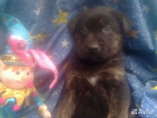 Лапушки - щенки в добрые руки