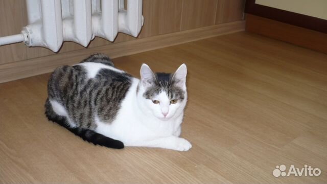 Сима ищет любимых хозяев