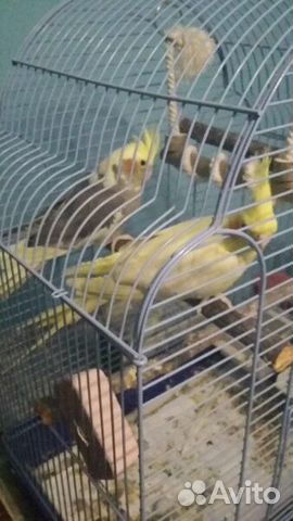 Попугаи Кореллы