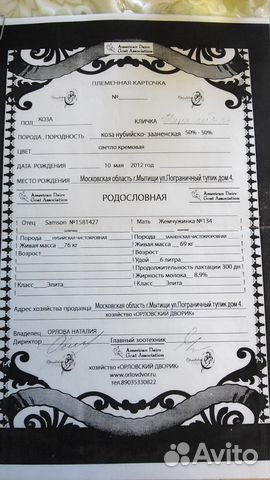 Нубийский козел,случка