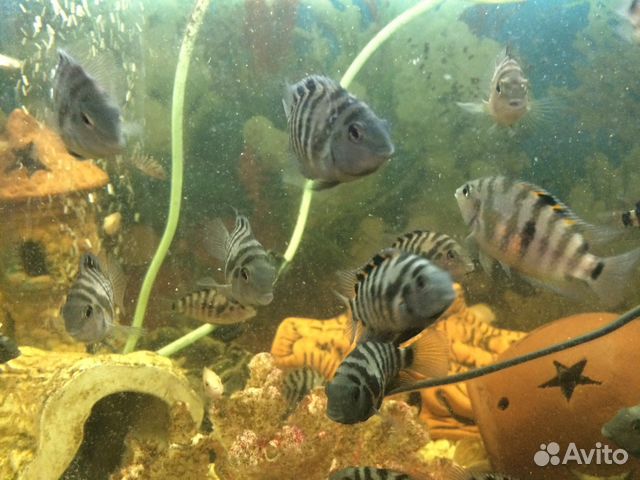Продаю рыбок) Цихлиды-Фламинго +чернополосая