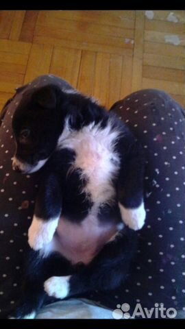 Щенки в квартиру и на охрану