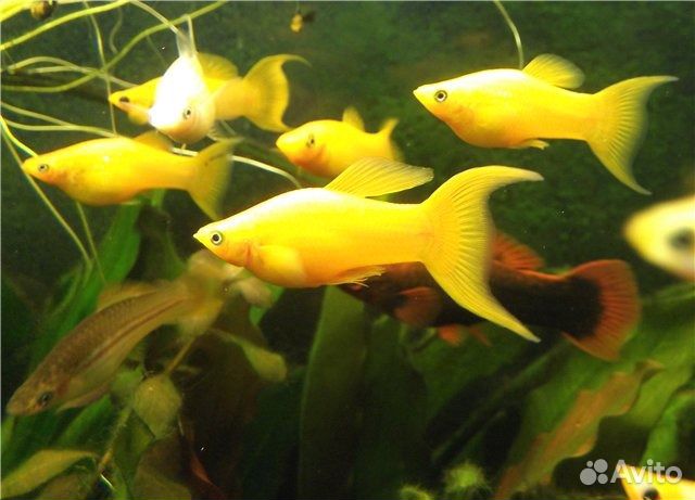 Молли золотистые москва