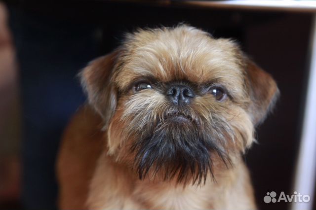 Брюссельский гриффон. Вязка