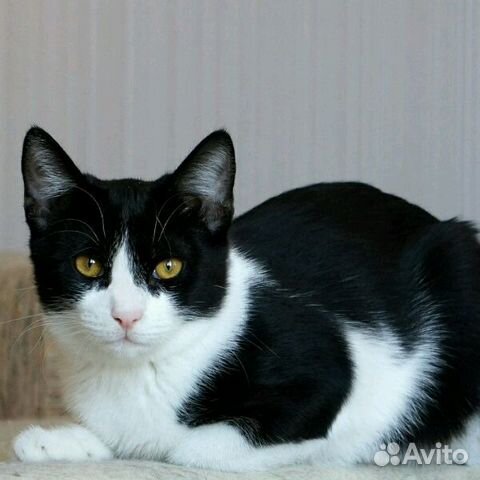 Макс в добрые руки