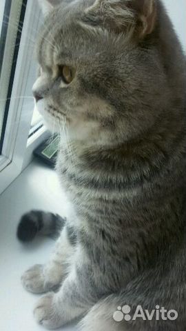 Вязка.Шотландец(Отдам)