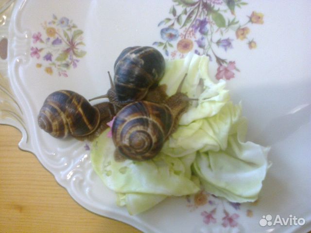 Улитки виноградные (Helix pomatia)