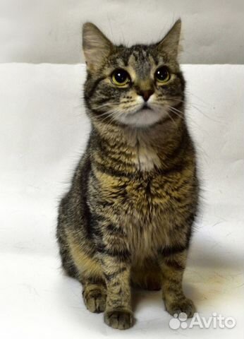 Жизнерадостная Сашка ищет дом