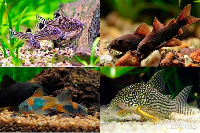 Сомики Коридорасы: Оранж Венесуэлла, Панда, Штерба