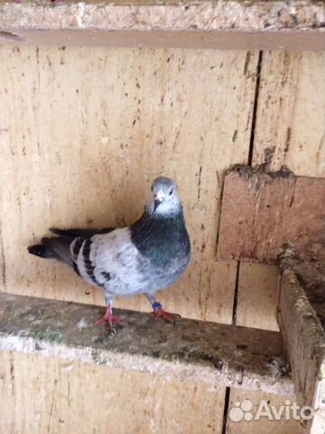 Голуби - английские типлеры, гривуны