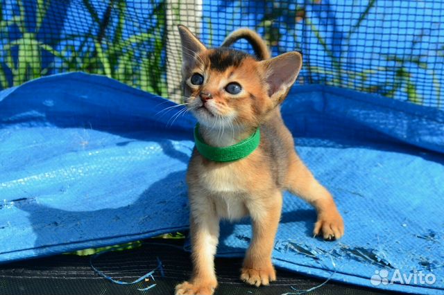 Абиссинский мальчишка