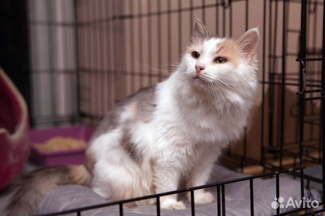 Очаровательная Марика ищет добрых и заботливых хоз